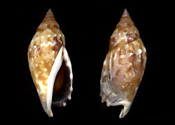 凤螺总科 Strombacea 蓝色动物学（中国动物学科普）